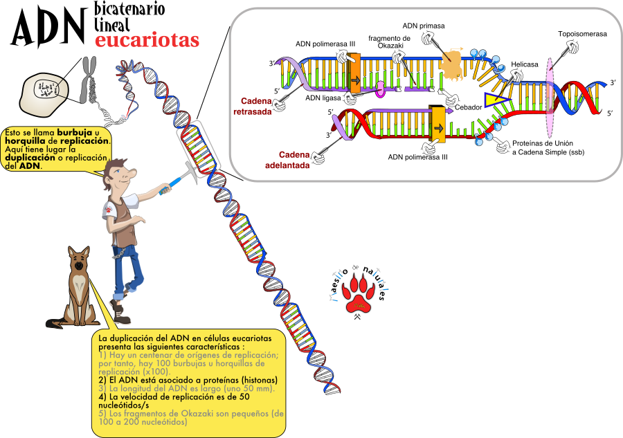 Tema 14.4 Diferencias en la duplicación del ADN en eucariotas y procariotas